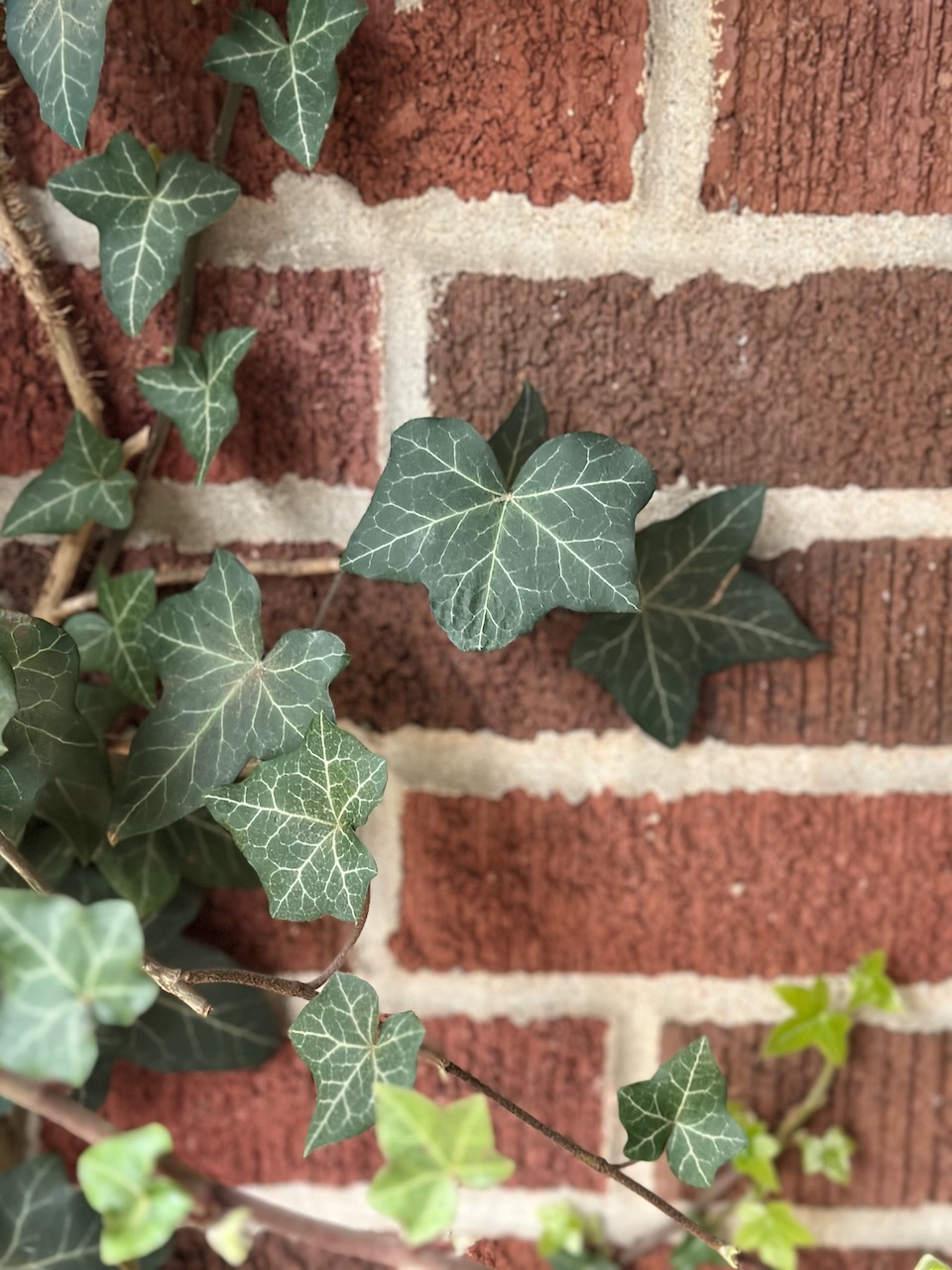 The English Ivy Hack That Will Save You Time, Money, and Your Sanity ...